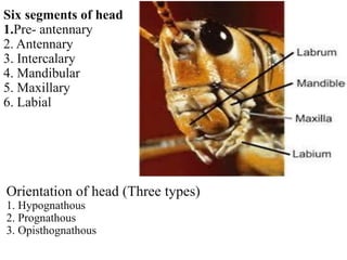 Insect morphology insect morphology insect morphology | PDF