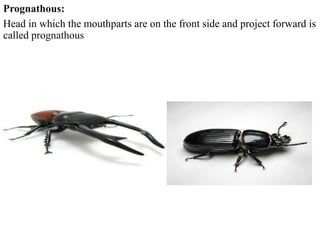 Insect morphology insect morphology insect morphology | PDF