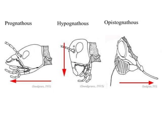 Insect morphology insect morphology insect morphology | PDF