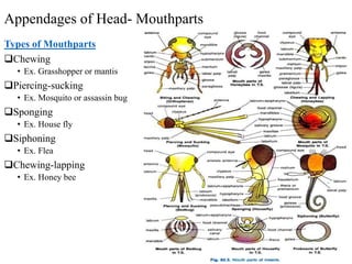 Insect morphology insect morphology insect morphology | PDF