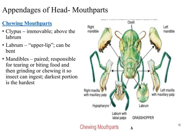 Insect morphology insect morphology insect morphology | PDF