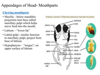 Insect morphology insect morphology insect morphology | PDF