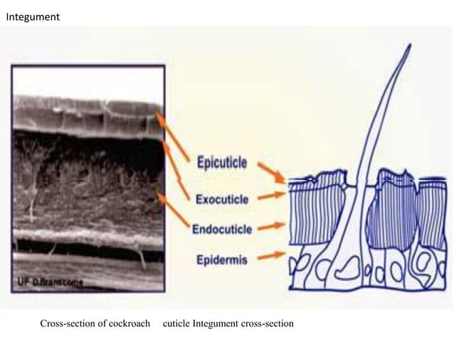 Insect morphology insect morphology insect morphology | PDF