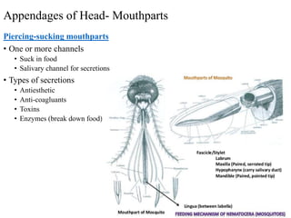Insect morphology insect morphology insect morphology | PDF