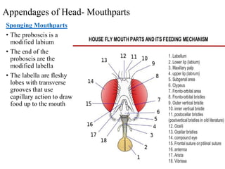 Insect morphology insect morphology insect morphology | PDF