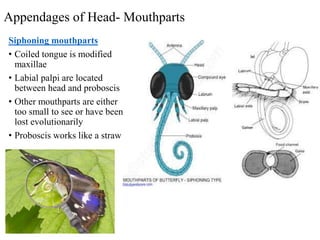Insect morphology insect morphology insect morphology | PDF
