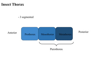 Insect morphology insect morphology insect morphology | PDF