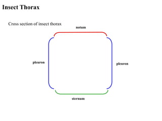 Insect morphology insect morphology insect morphology | PDF