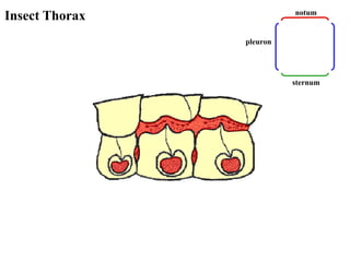 Insect morphology insect morphology insect morphology | PDF