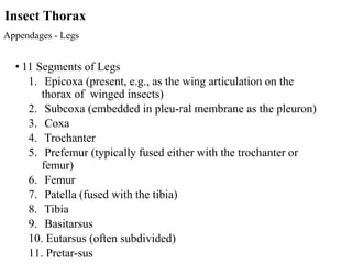 Insect morphology insect morphology insect morphology | PDF
