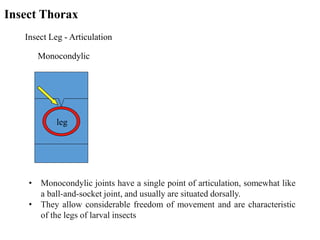 Insect morphology insect morphology insect morphology | PDF