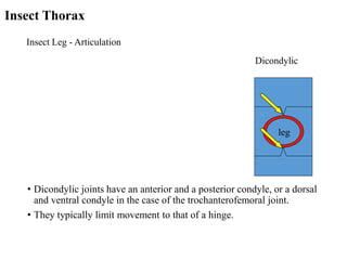 Insect morphology insect morphology insect morphology | PDF