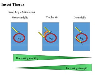 Insect morphology insect morphology insect morphology | PDF