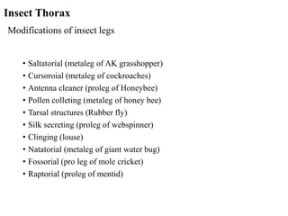 Insect morphology insect morphology insect morphology | PDF