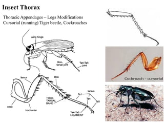 Insect morphology insect morphology insect morphology | PDF