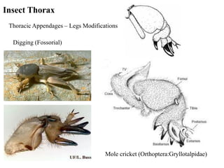 Insect morphology insect morphology insect morphology | PDF