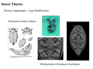 Insect morphology insect morphology insect morphology | PDF