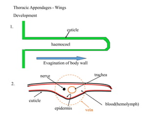 Insect morphology insect morphology insect morphology | PDF