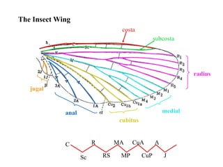 Insect morphology insect morphology insect morphology | PDF