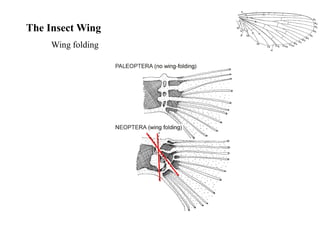 Insect morphology insect morphology insect morphology | PDF