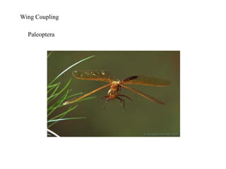 Insect morphology insect morphology insect morphology | PDF