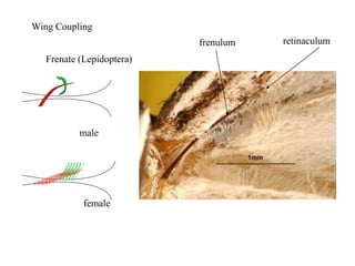 Insect morphology insect morphology insect morphology | PDF