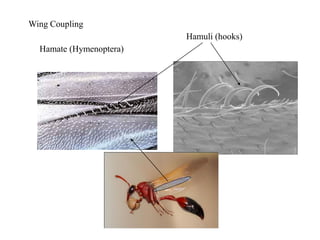 Insect morphology insect morphology insect morphology | PDF