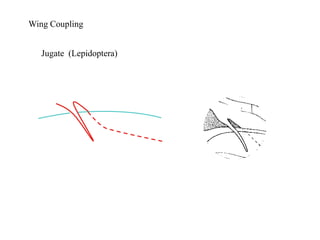 Insect morphology insect morphology insect morphology | PDF