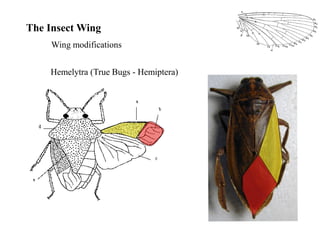 Insect morphology insect morphology insect morphology | PDF