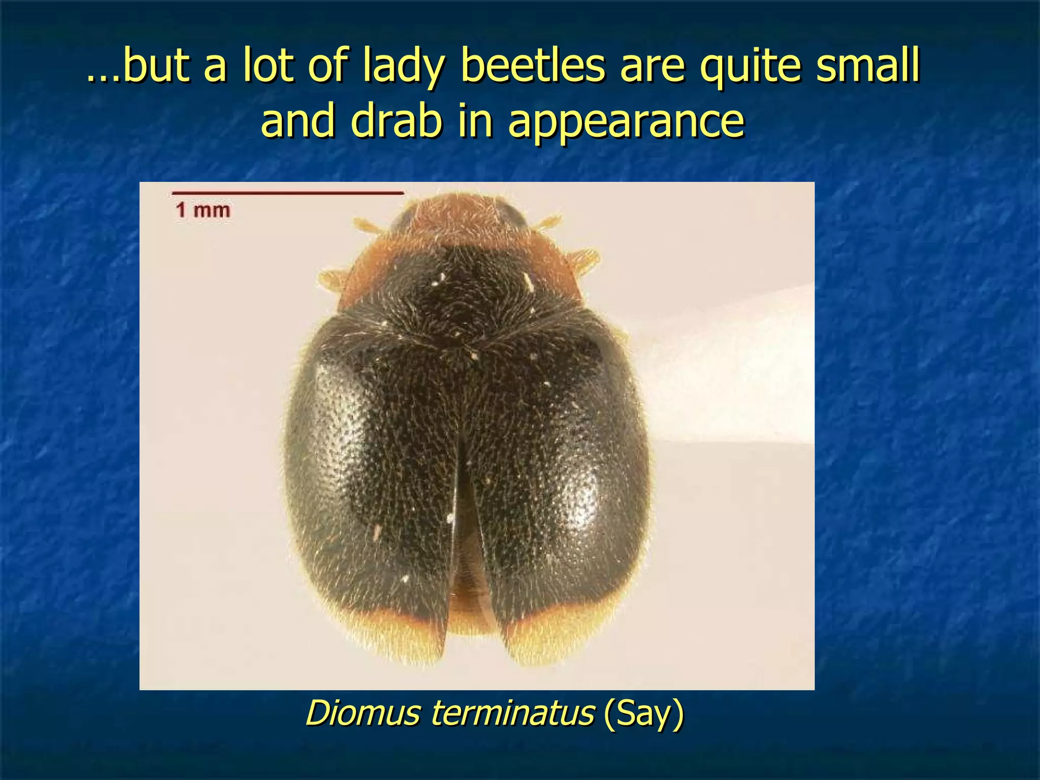 Insect Morphology And Identification Carlton | PPT