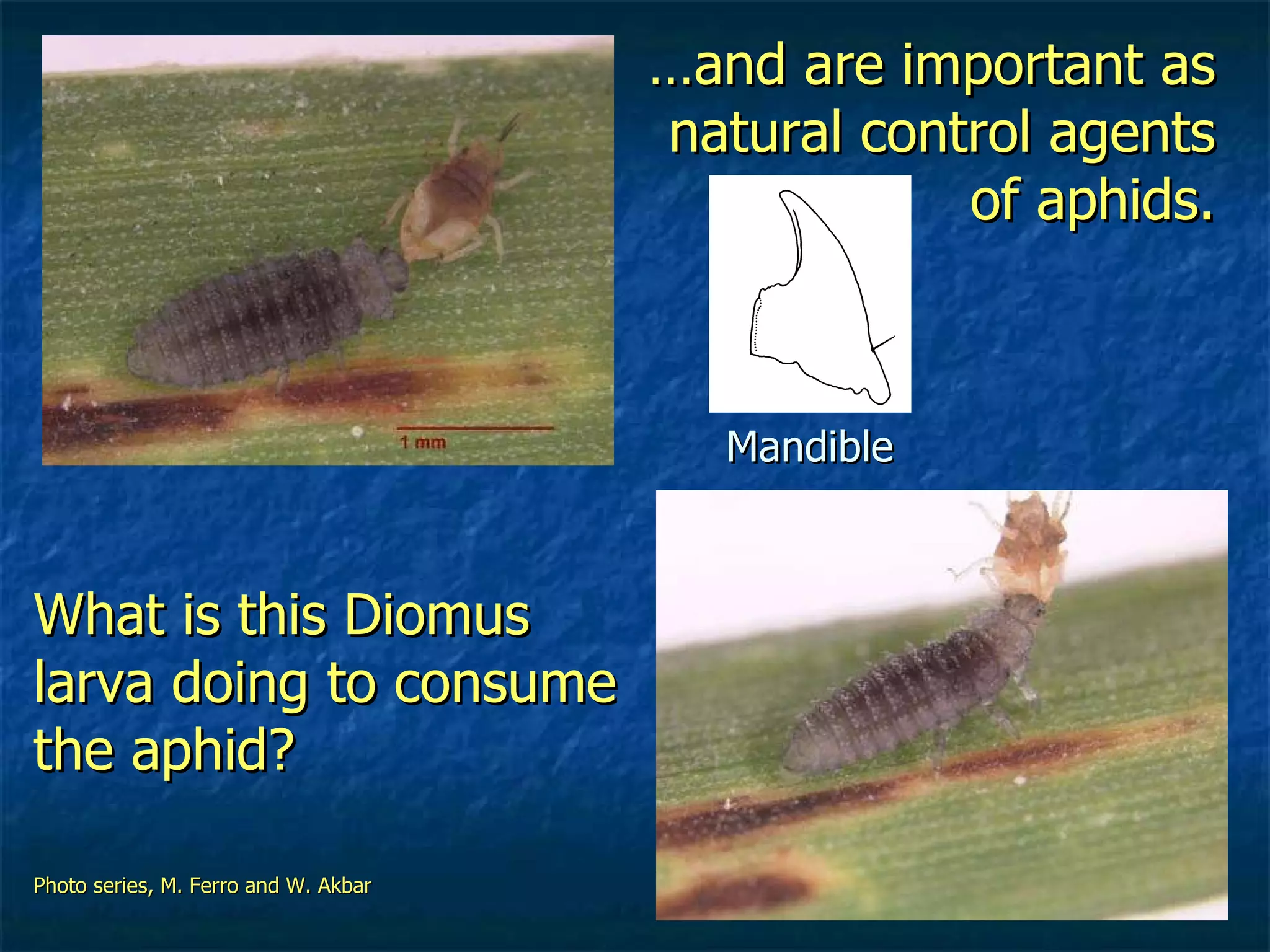 Insect Morphology And Identification Carlton | PPT