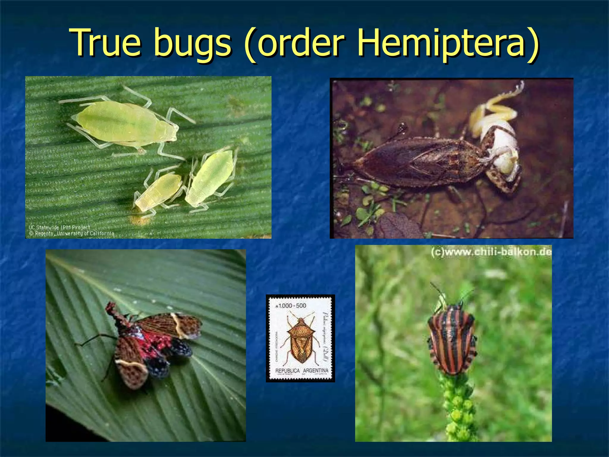 Insect Morphology And Identification Carlton | PPT