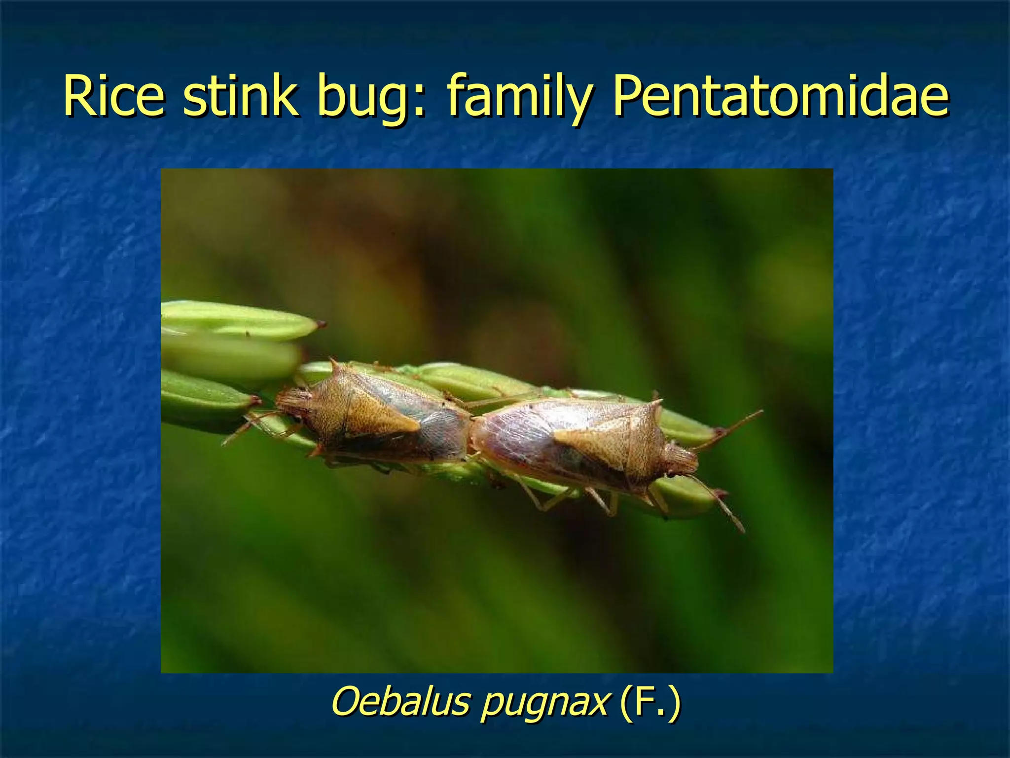 Insect Morphology And Identification Carlton | PPT