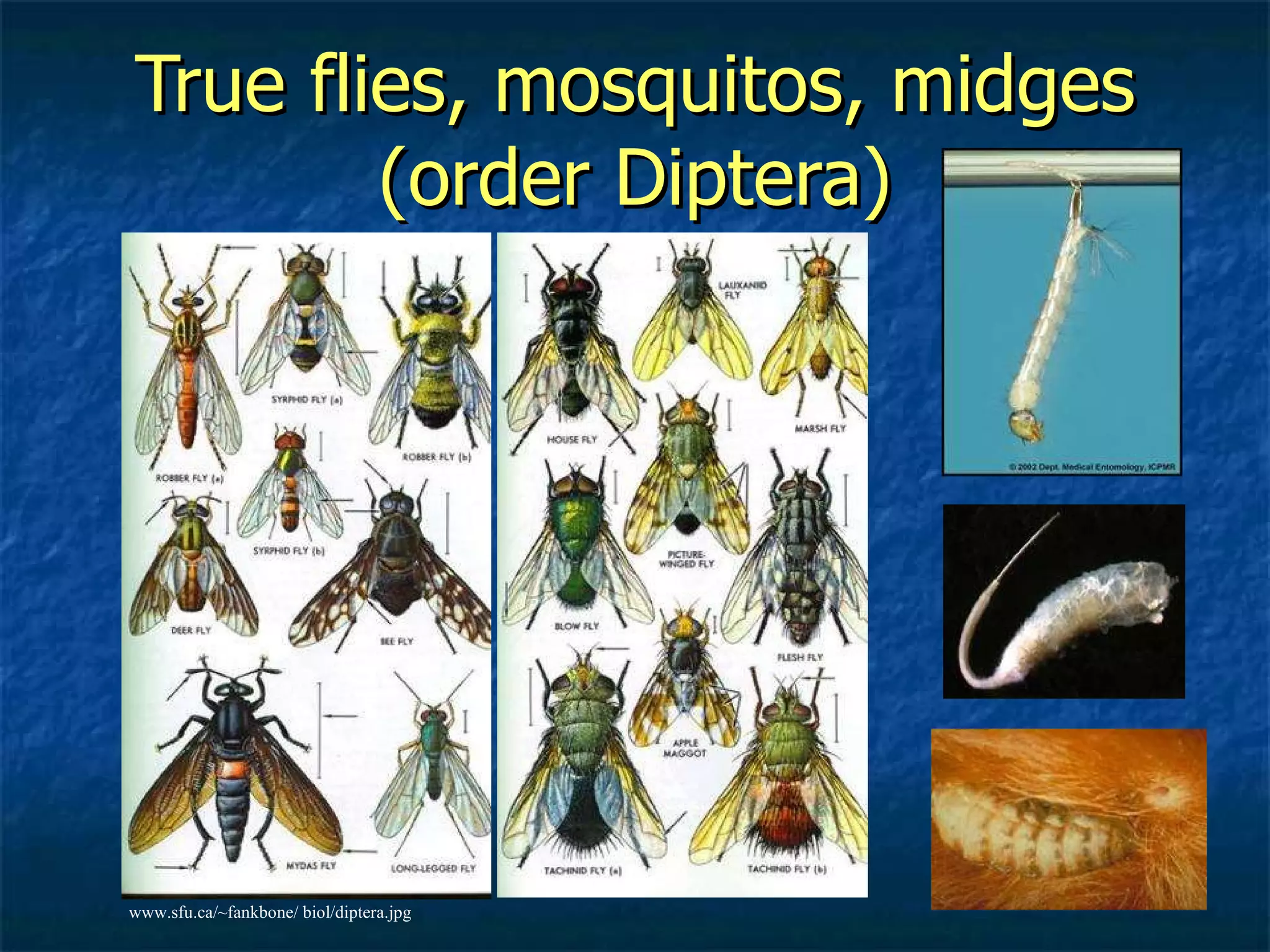 Insect Morphology And Identification Carlton | PPT