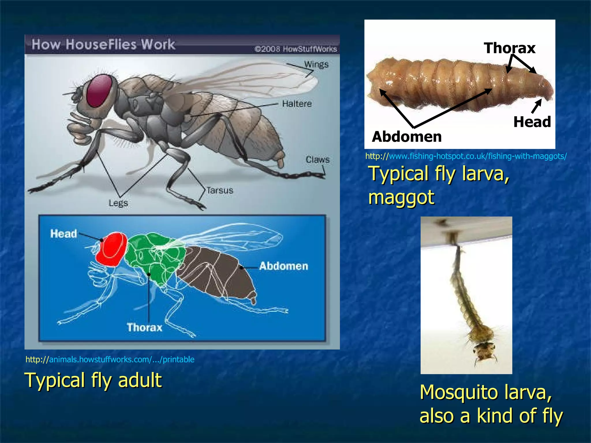Insect Morphology And Identification Carlton | PPT