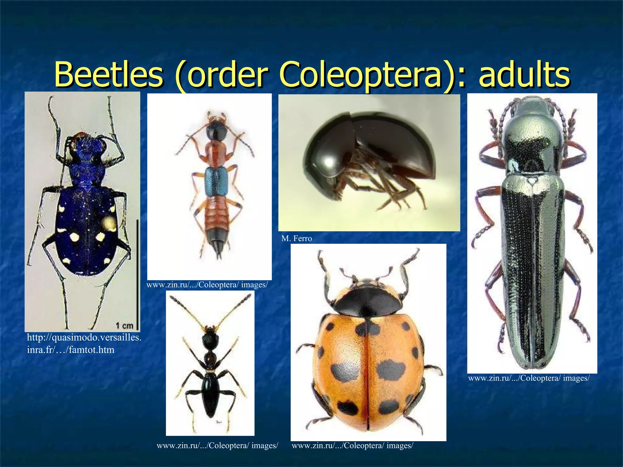 Insect Morphology And Identification Carlton | PPT