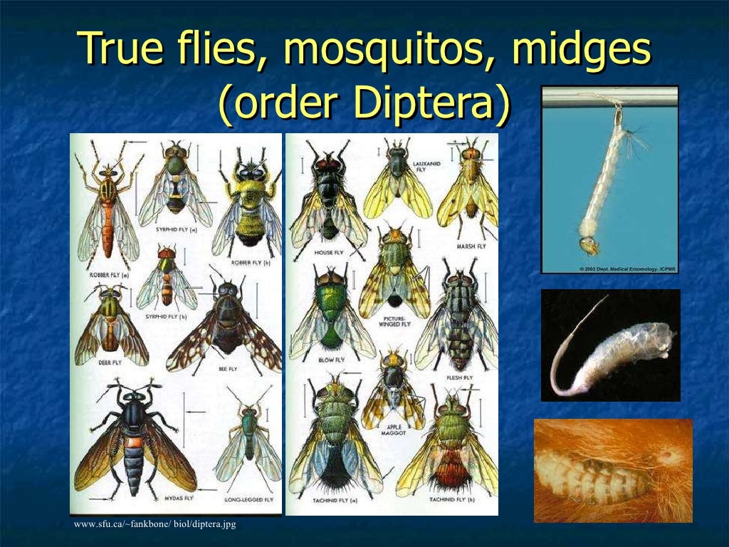 Insect Morphology And Identification Carlton