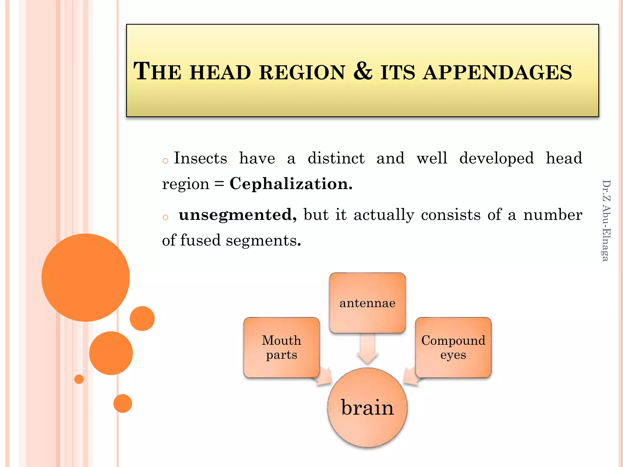 Insect morphology | PPTX