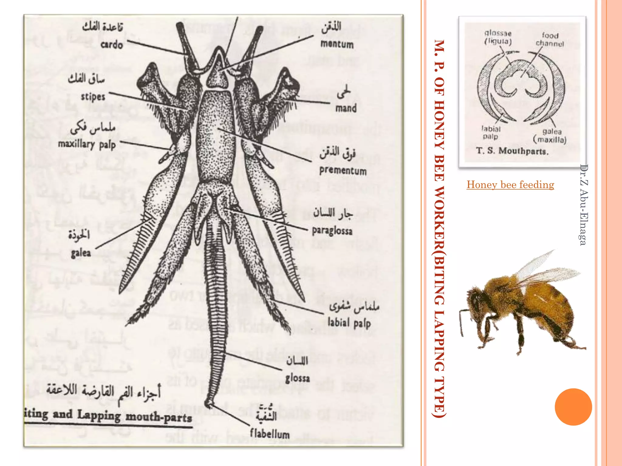 Insect morphology | PPTX