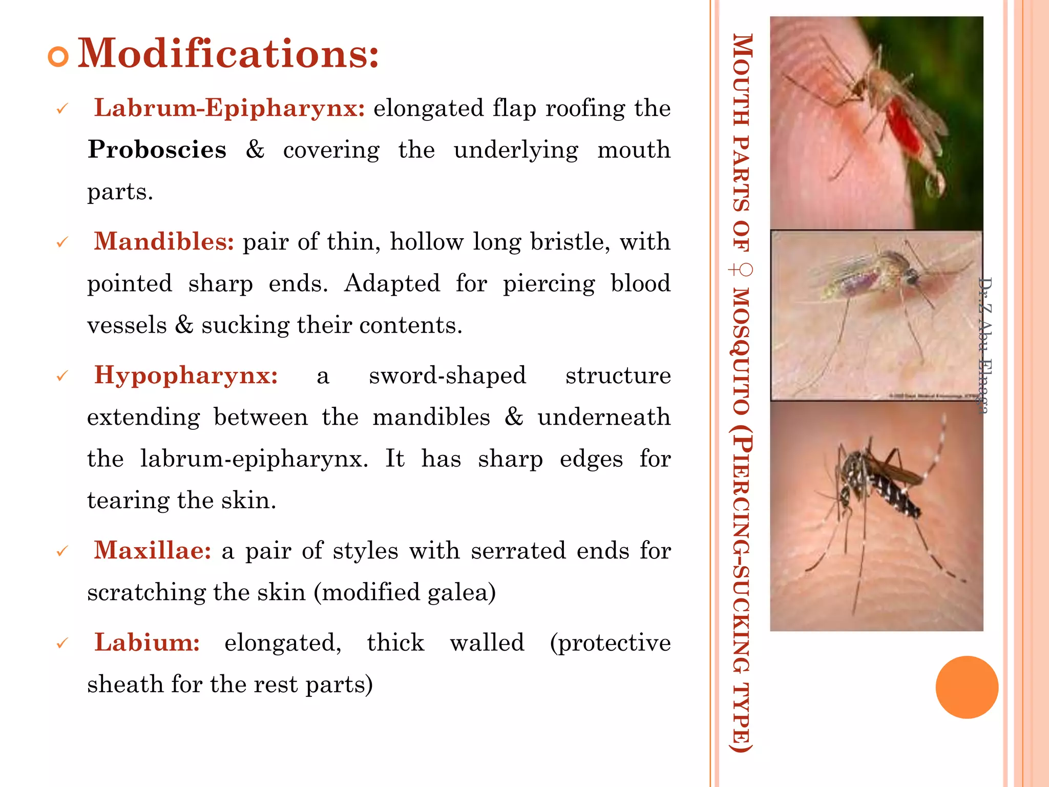 Insect morphology | PPTX