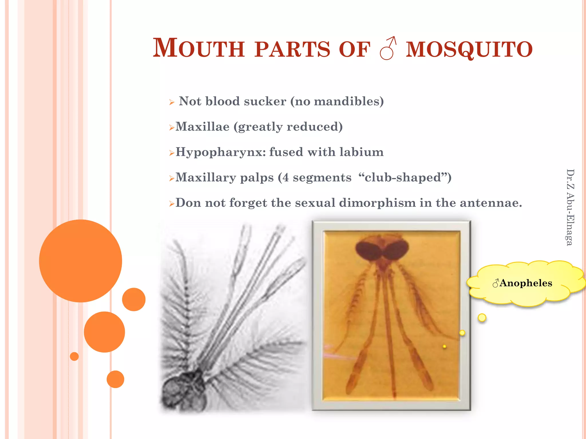 Insect morphology | PPTX