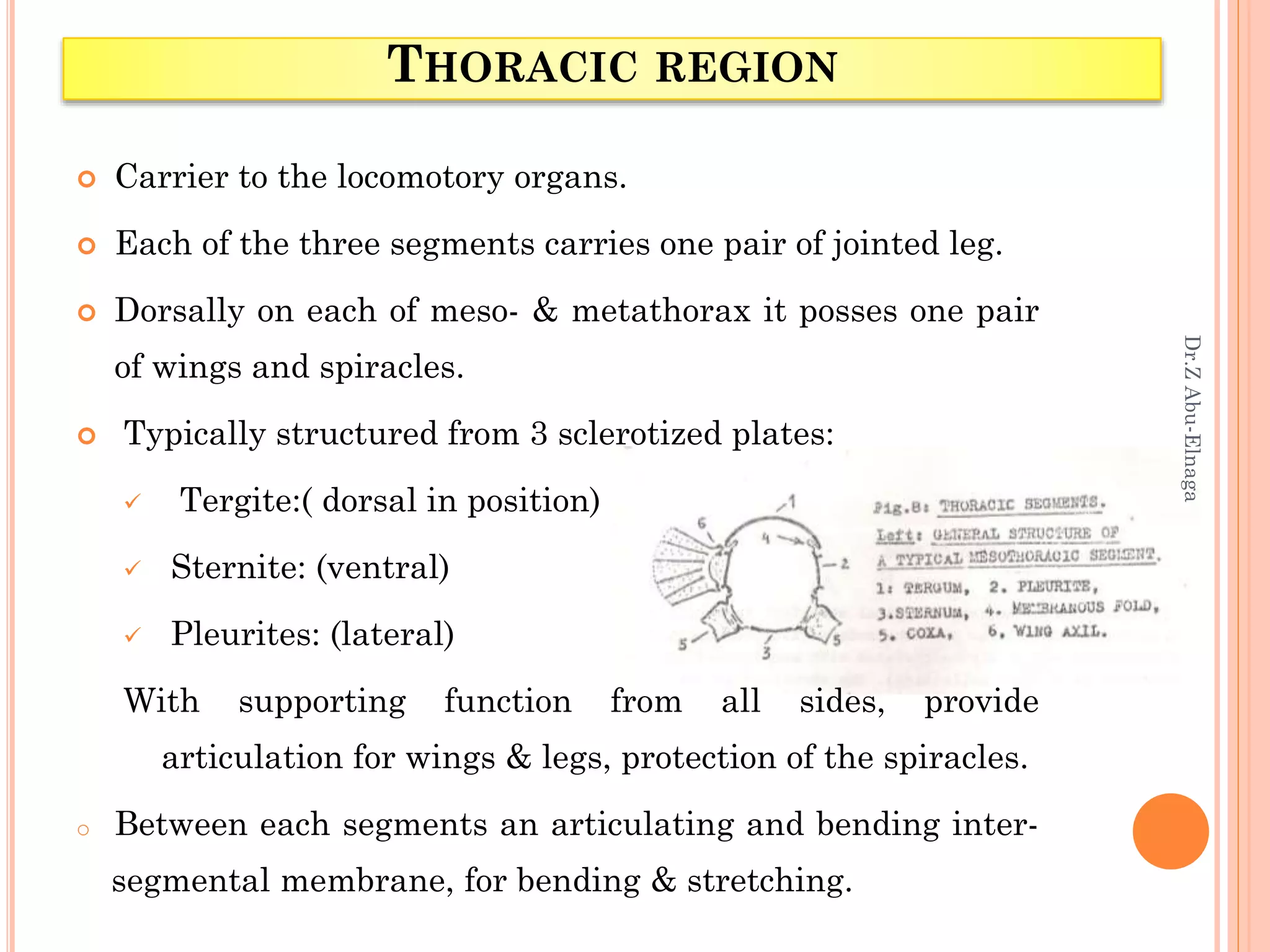 Insect morphology | PPTX