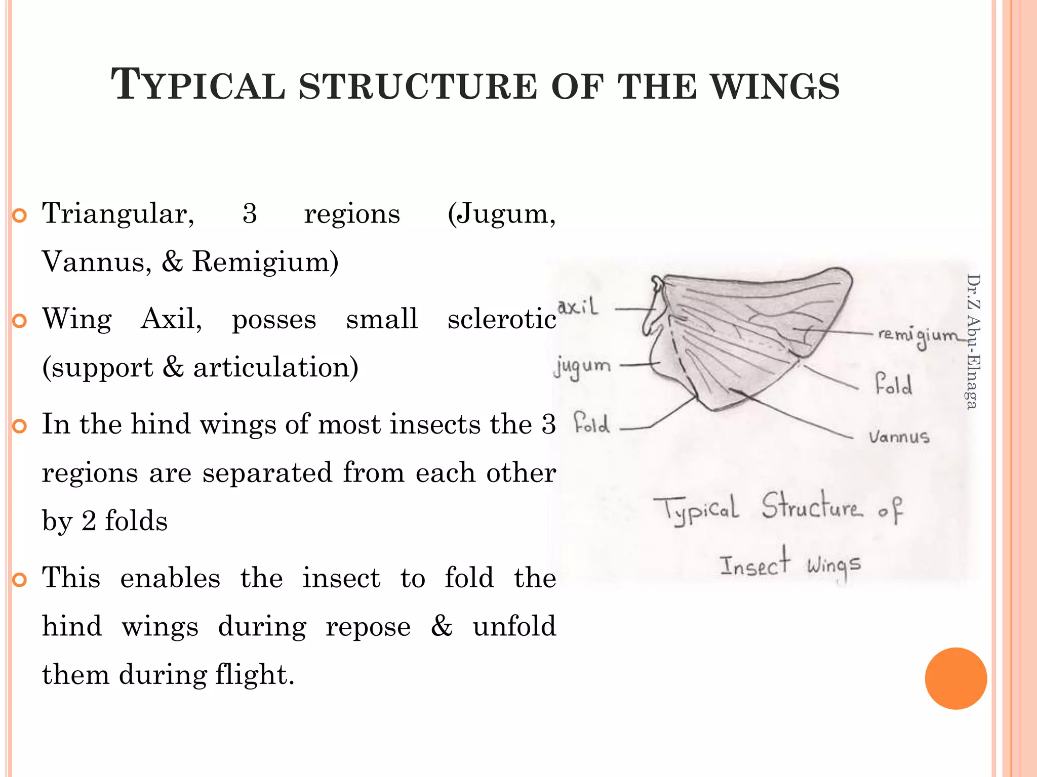 Insect morphology | PPTX