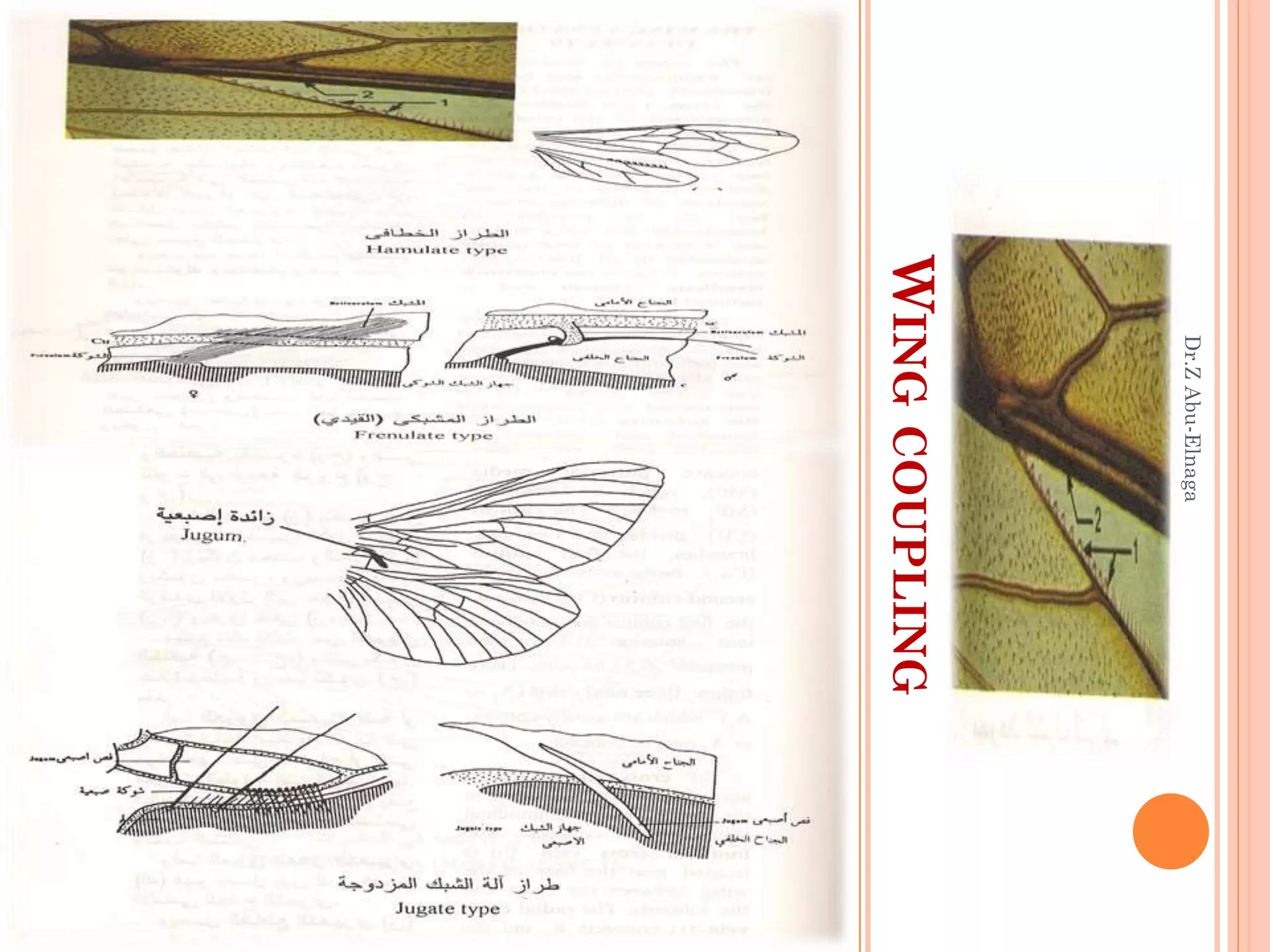 Insect morphology | PPTX