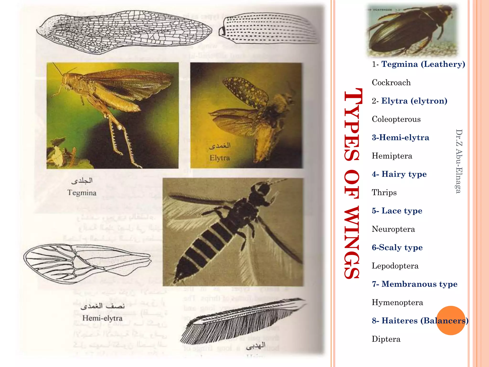 Insect morphology | PPTX