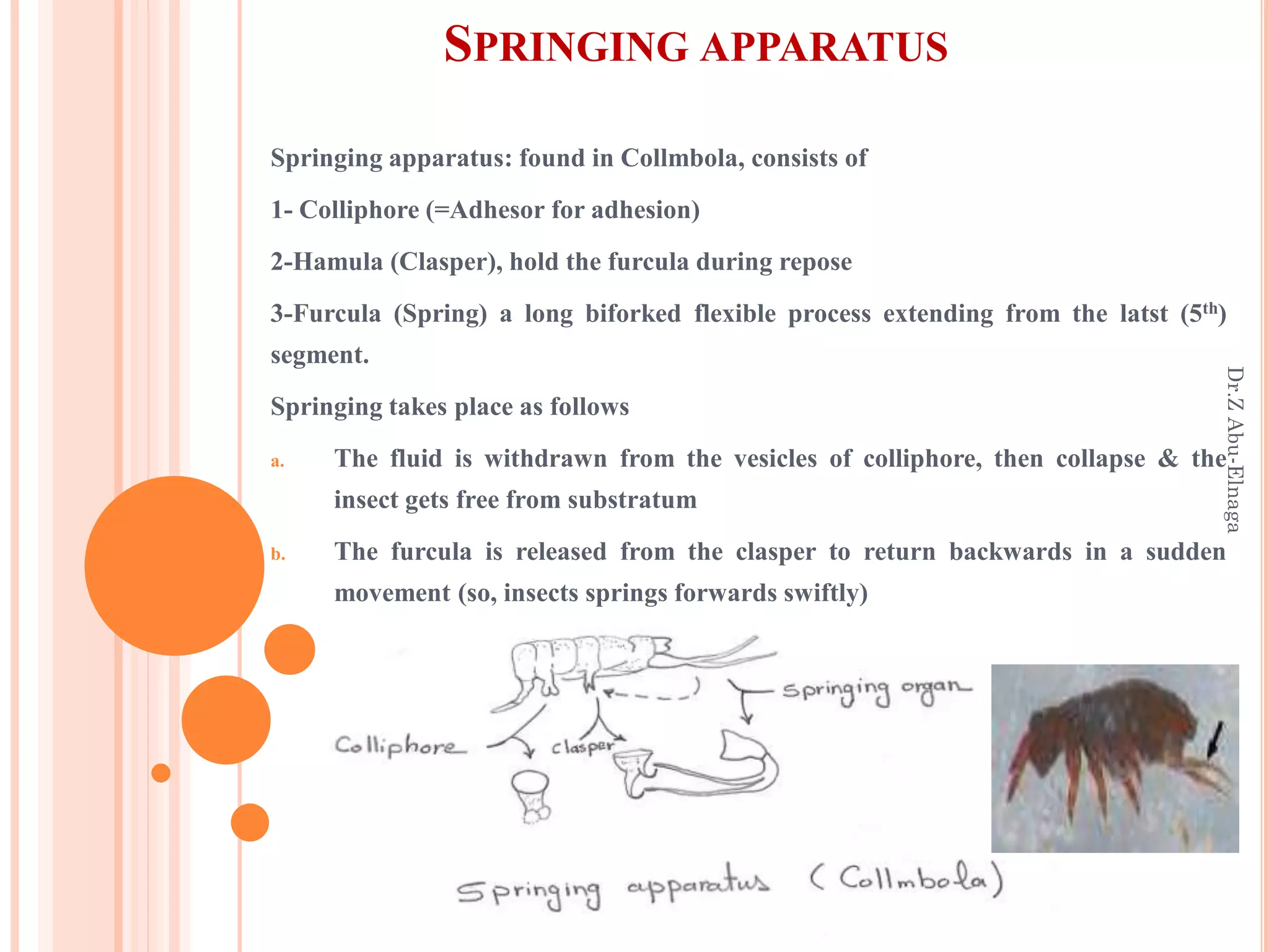 Insect morphology | PPTX