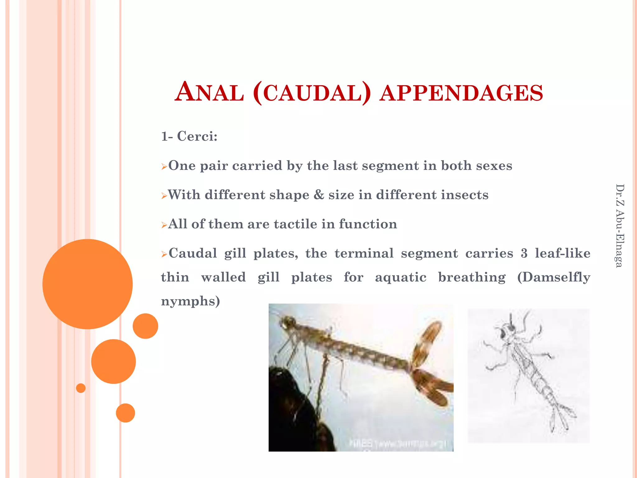 Insect morphology | PPTX