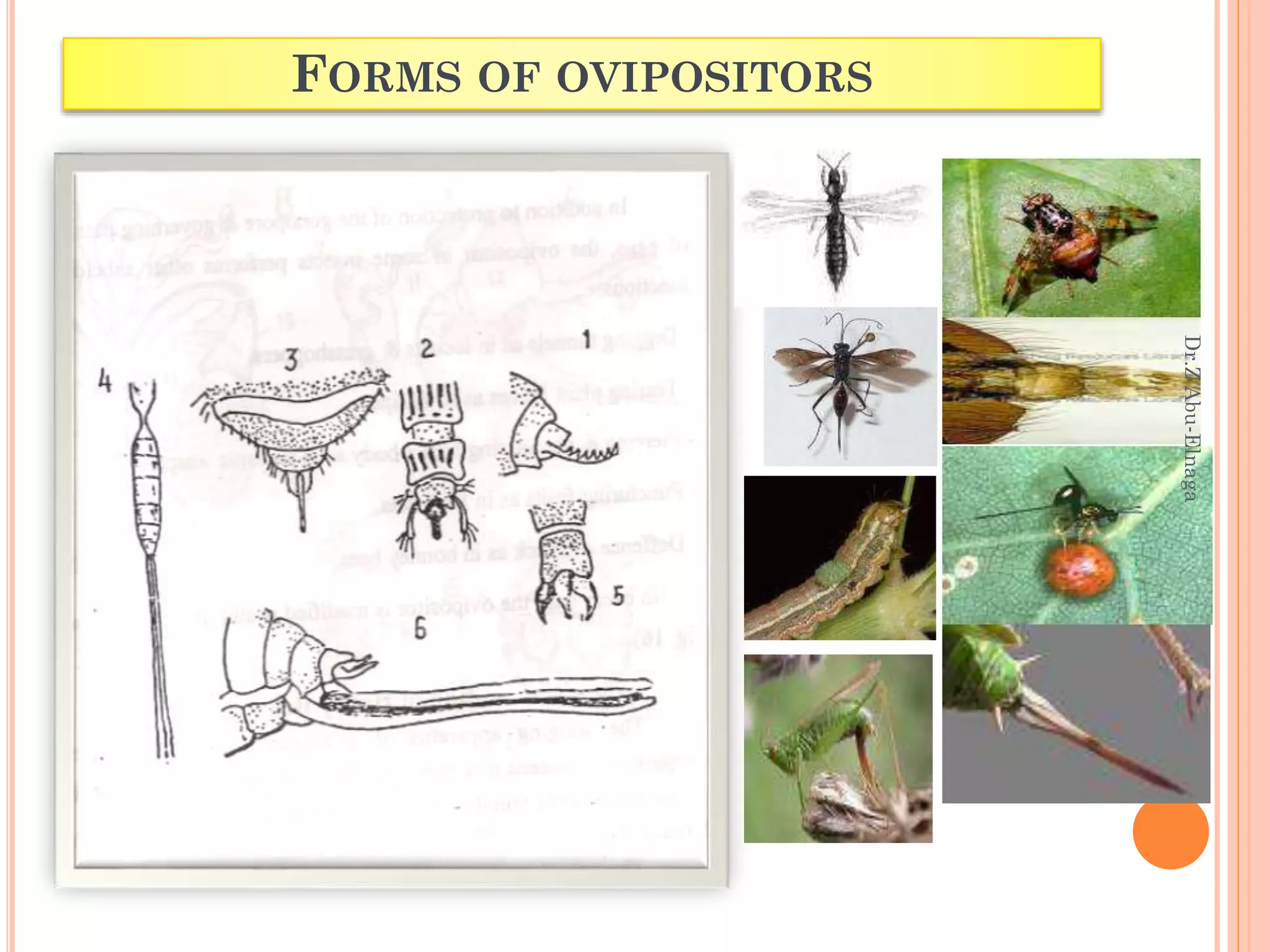 Insect morphology | PPTX