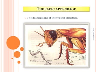 Insect morphology | PPTX