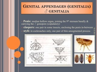 Insect morphology | PPTX